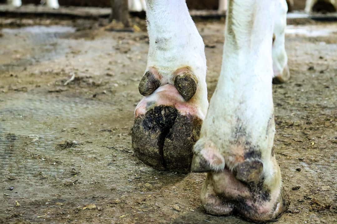 Klauengesundheit bei Rindern: Wie bekämpft man Mortellaro mit ...