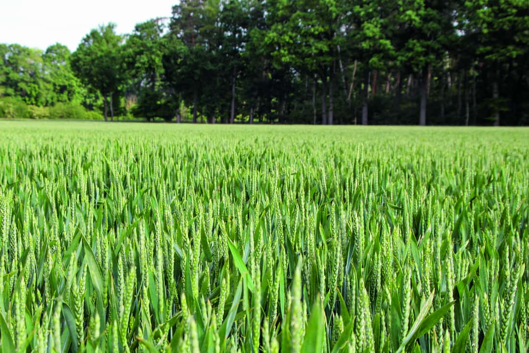 Weizen: Auf diese Sorten können landwirte im Norden setzen | top agrar online