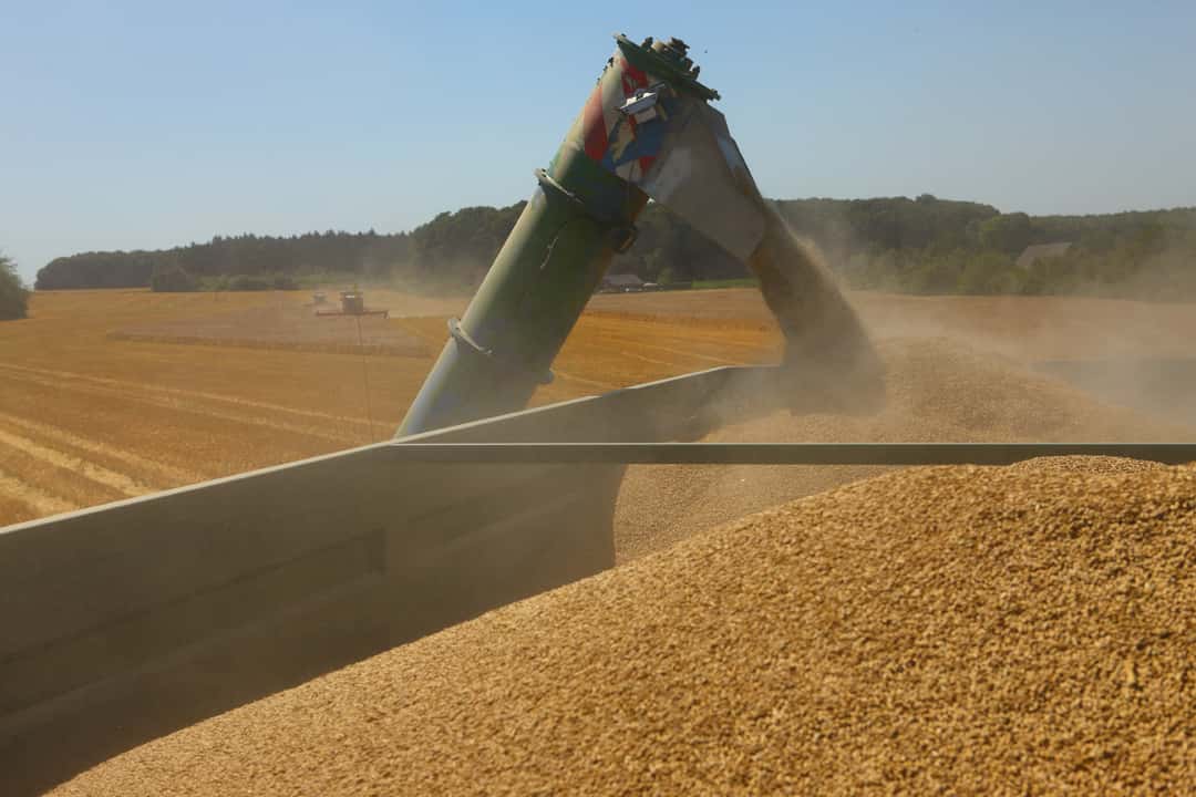Interview über die Getreideernte 2023: So steht es um Brot- und ...