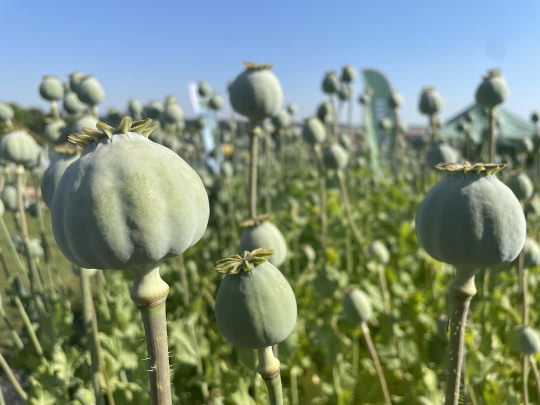 Speisemohn: So funktioniert der Anbau | top agrar online