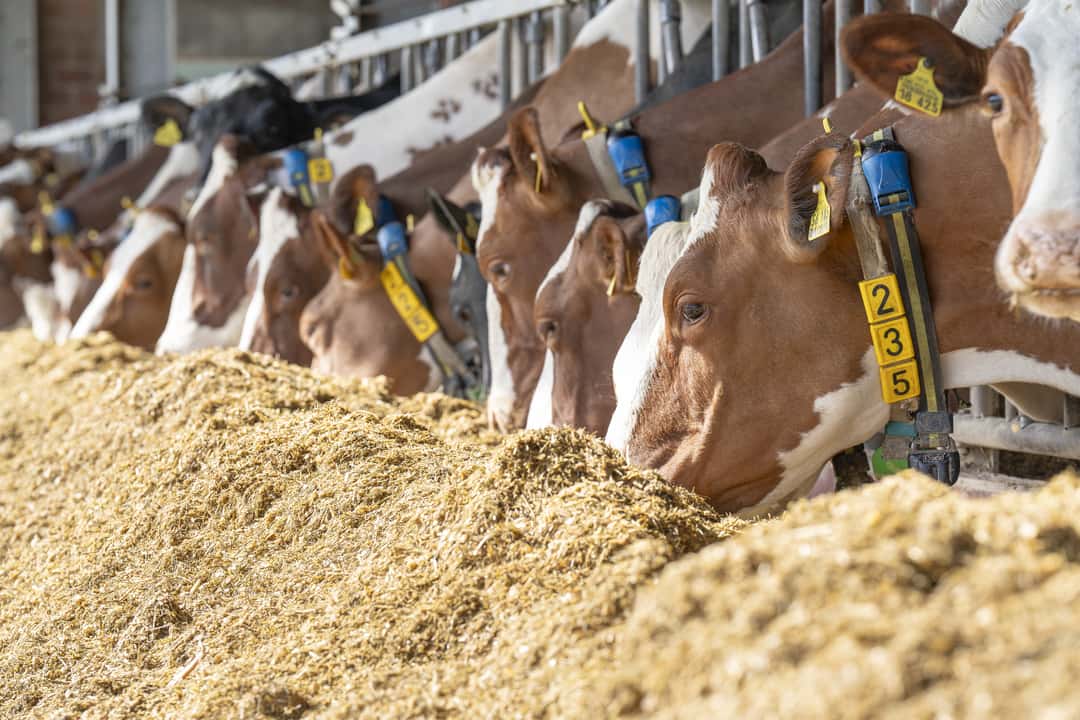 Maisernte läuft: Das kostet Silomais dieses Jahr