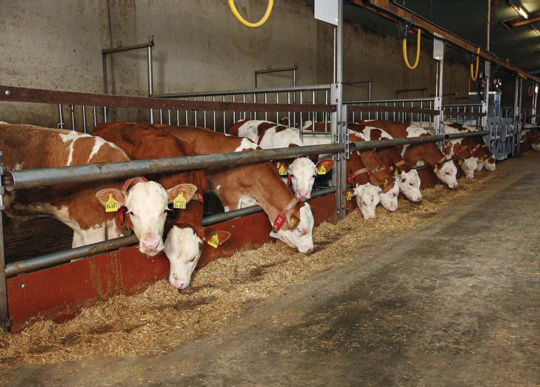 Tierarzt und Landwirt berichten: So gelingt ein guter Start für gesunde ...