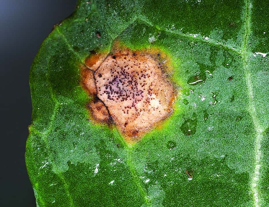 Darum sollten Sie auf Phoma und Winterhärte beim Raps ein besonderes ...