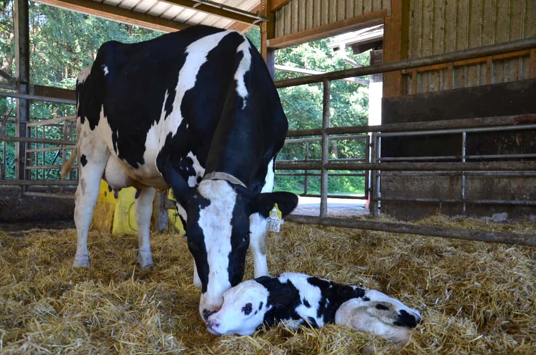 Elektronische Nase soll trächtige Kühe erkennen