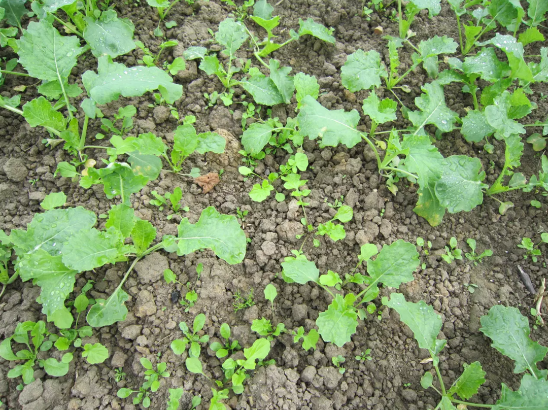 Pflanzenschutztipps gegen Wegrauke im Raps: So bekämpfen Landwirte das Rapsunkraut effektiv