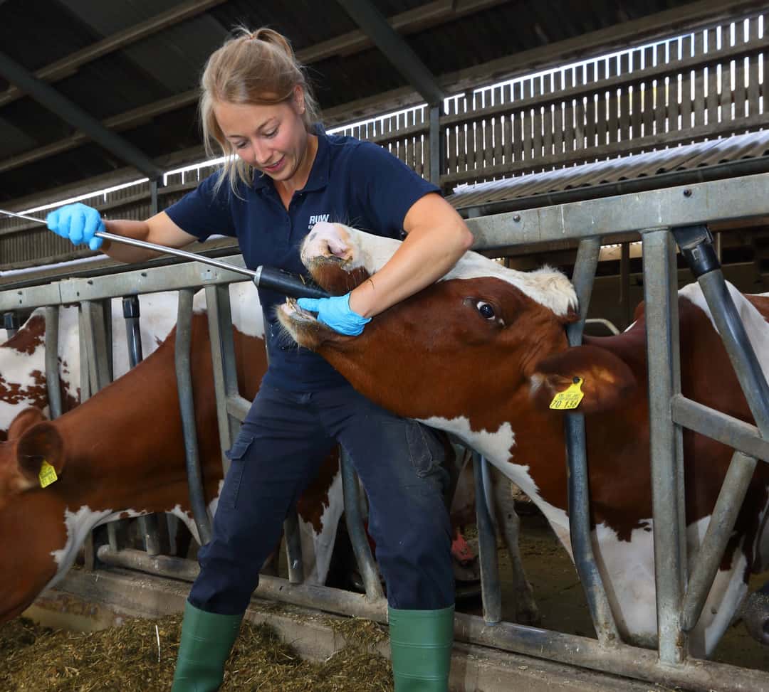 Österreich: Helfen pflanzliche Boli bei Mastitis?