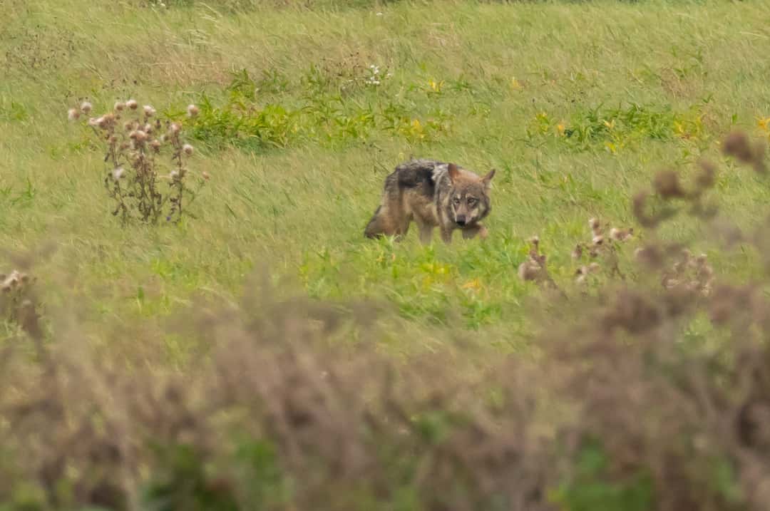 Umweltminister wollen Abschuss von Wölfen vereinfachen