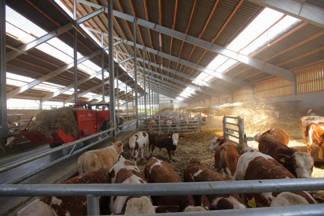 Schlachtrinderpreise: Das bekommen Landwirte gerade für Jungbullen ...