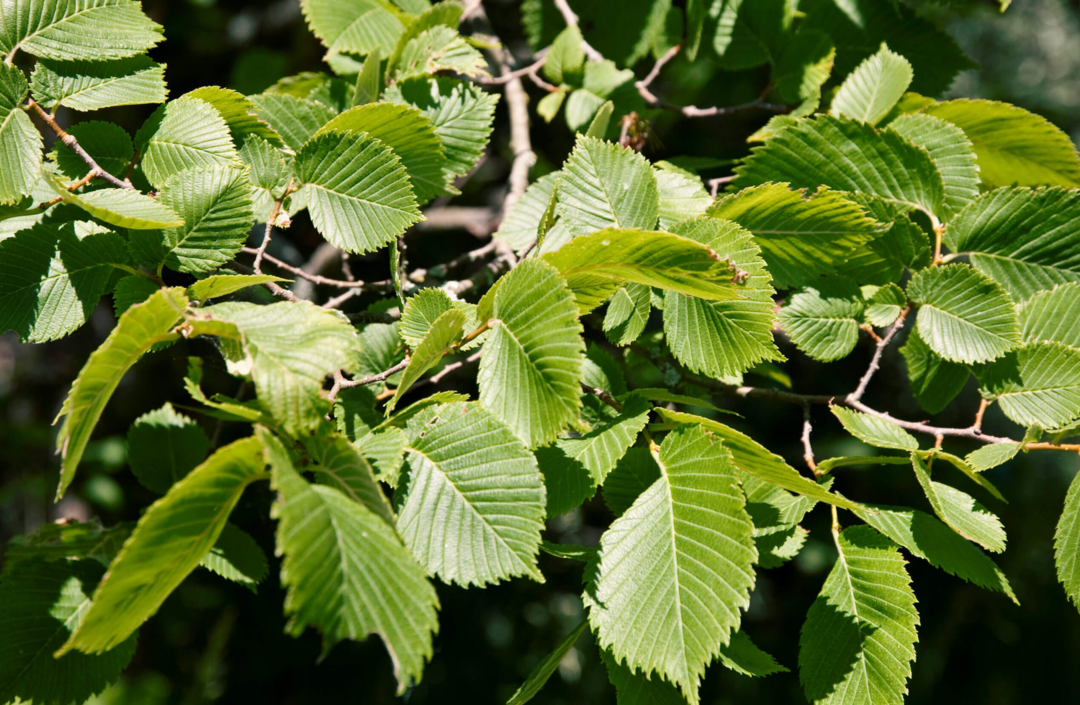 Die Flatterulme: Ein seltener Spezialist | top agrar online