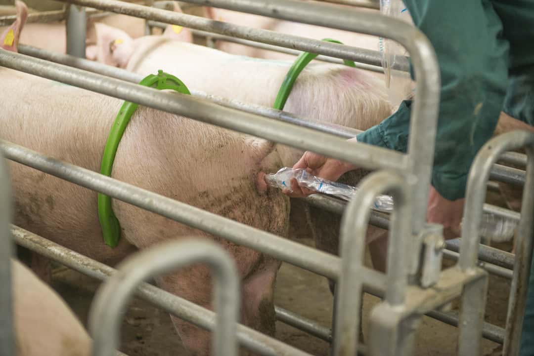 Genetik: Welche Eber sind gefragt? | top agrar online