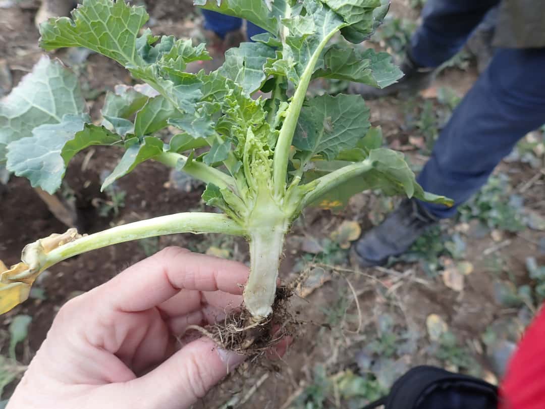 Getreide und Raps: Wann passt welcher Wachstumsregler?