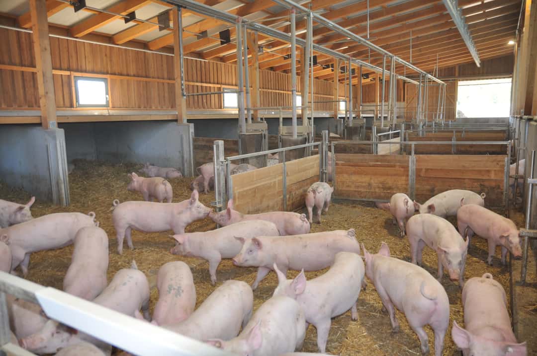 Das müssen Landwirte beim Stallbau für ökologische Schweine beachten