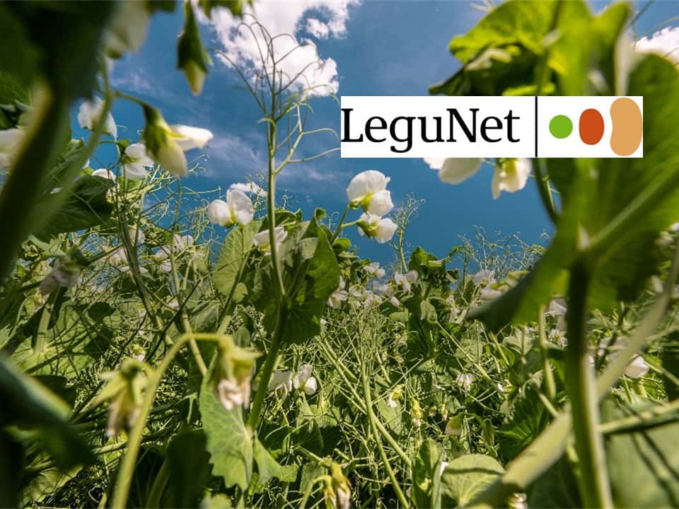 Welche Herausforderungen im Leguminosen-Anbau gibt es? Ein Umfrage ...