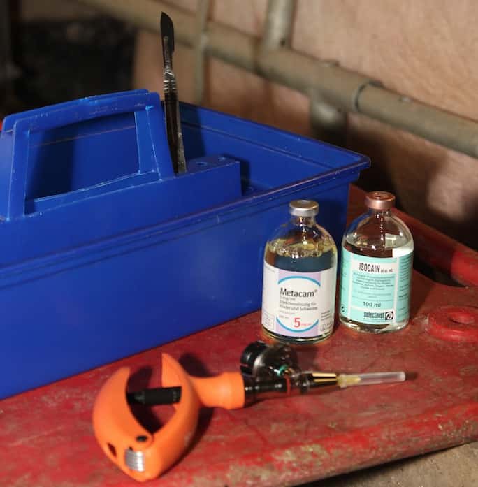 Kastration: Gute Erfahrungen mit der örtlichen Betäubung | top agrar