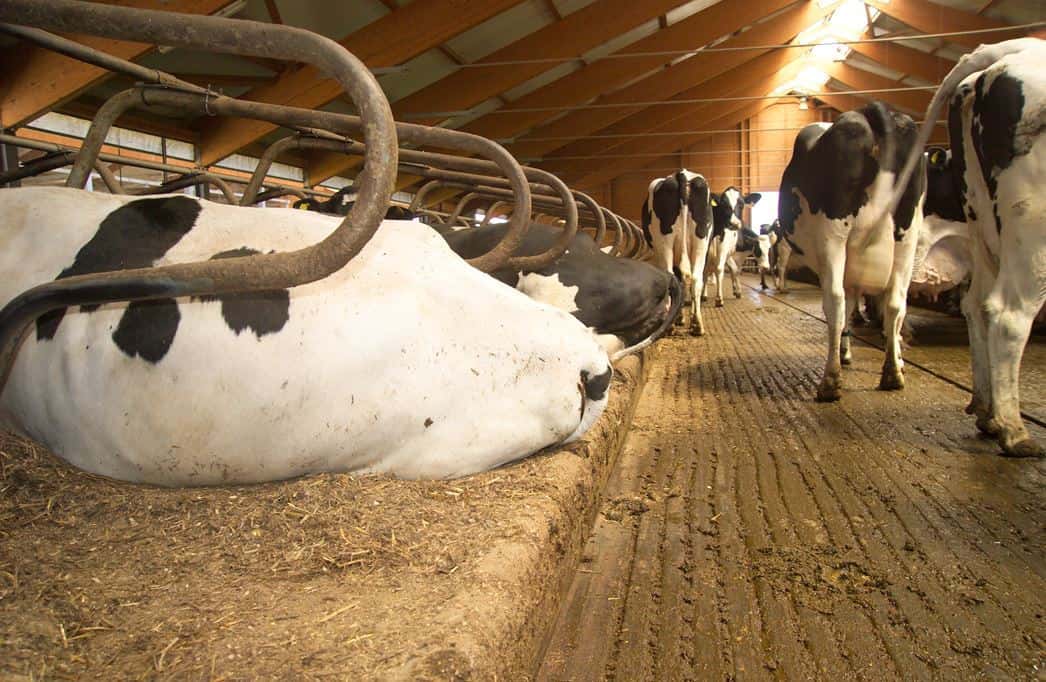 Prof. Balmann: "Produktivitätssteigerungen führen zu mehr Preisdruck ...