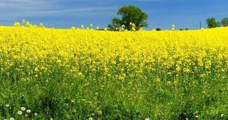 Fütterungsversuch: Raps und Erbsen statt Import-Soja | top agrar