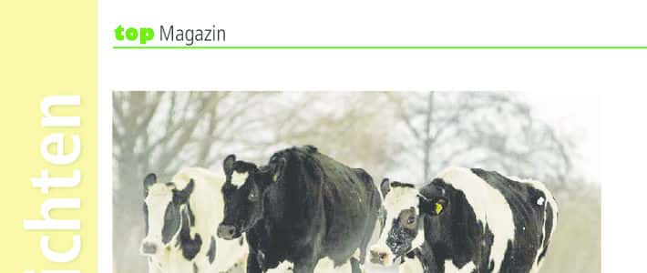 Fuchs an Nordzucker-Spitze | top agrar