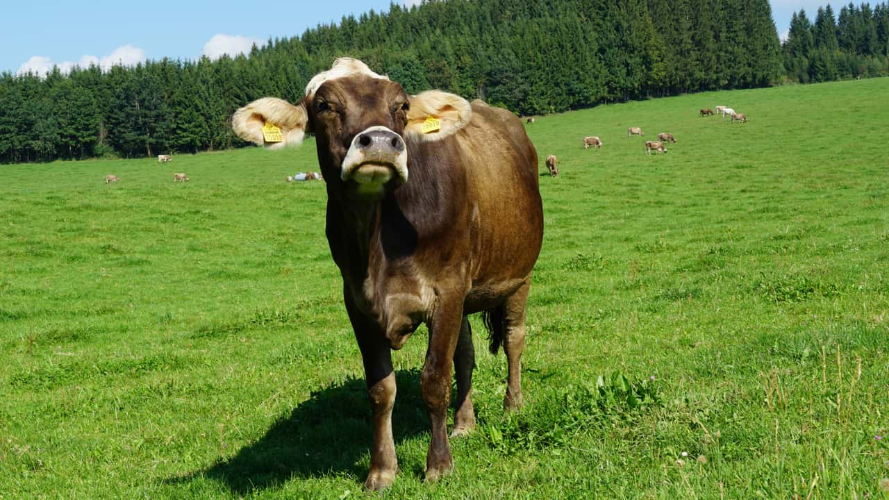 Blauzungenkrankheit: Ein Gnitzen-Monitoring soll Landwirte bei der ...