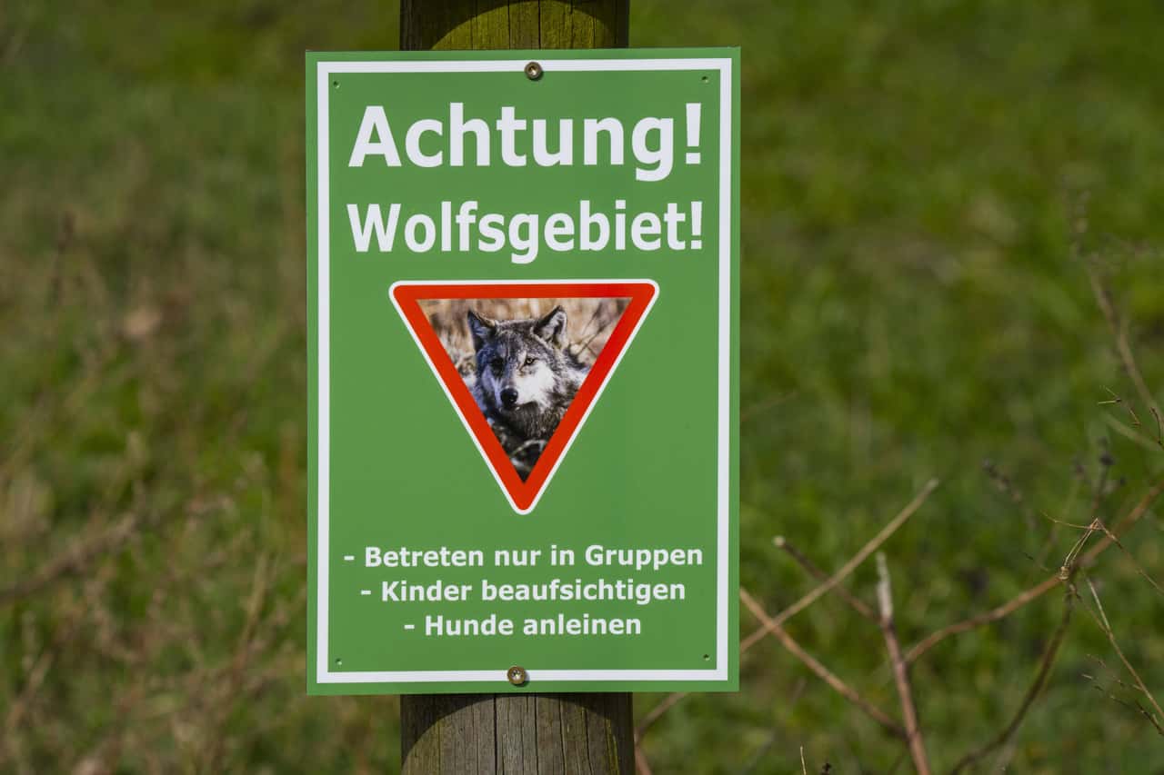 Nach diesen neuen Regeln wollen die Länder Problem-Wölfe abschießen ...