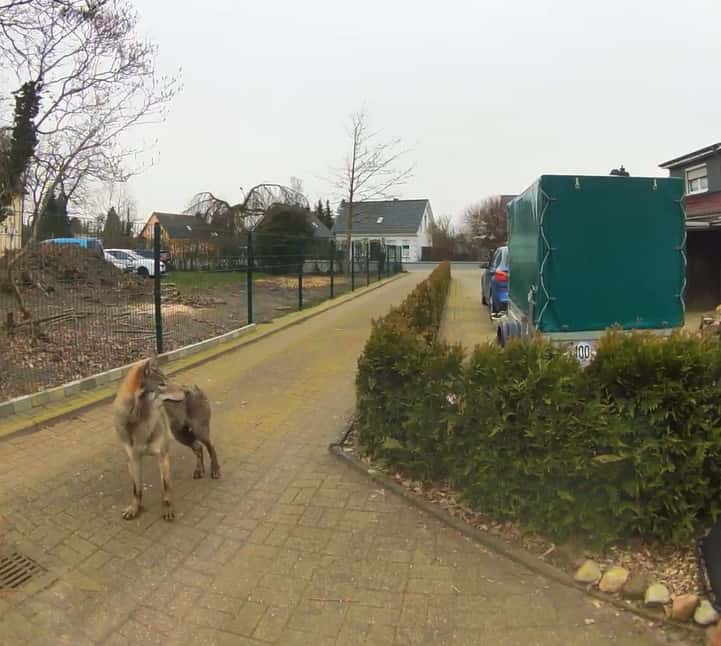 Wolf In Varel