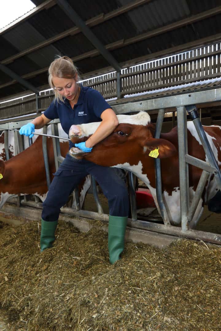 Tierarzneimittel-Rückruf: Warum Tierärzte und Landwirte den Kexxtone ...
