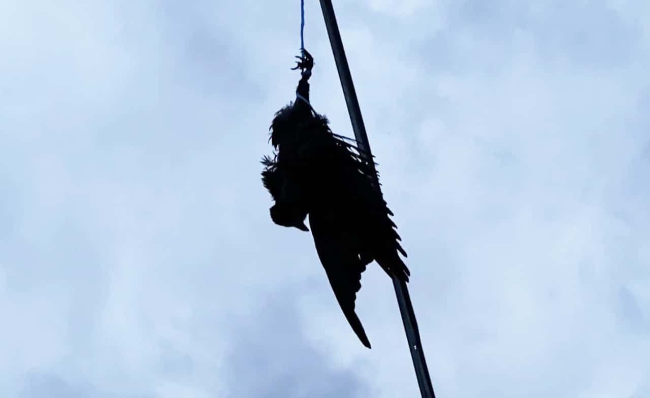 Anzeige gegen Obstlandwirt, der tote Krähen zur Abschreckung aufhängt ...