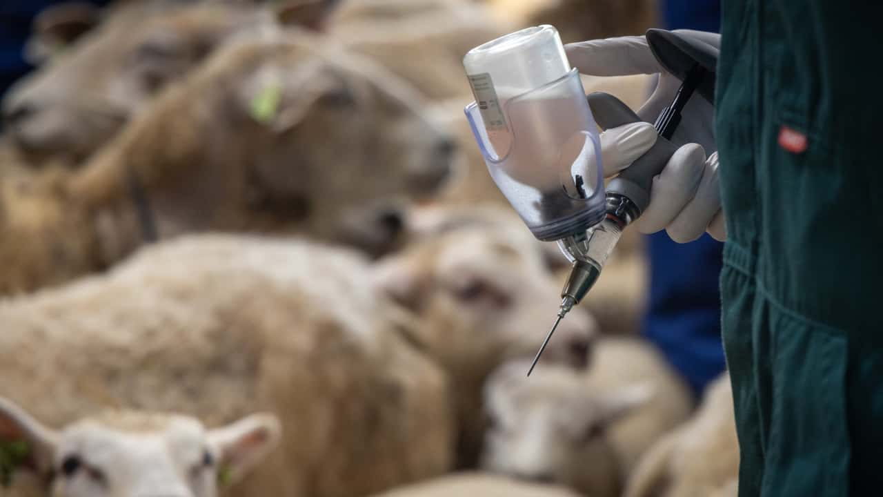 Blauzungenkrankheit in Deutschland: Tierärztin berichtet, warum ...