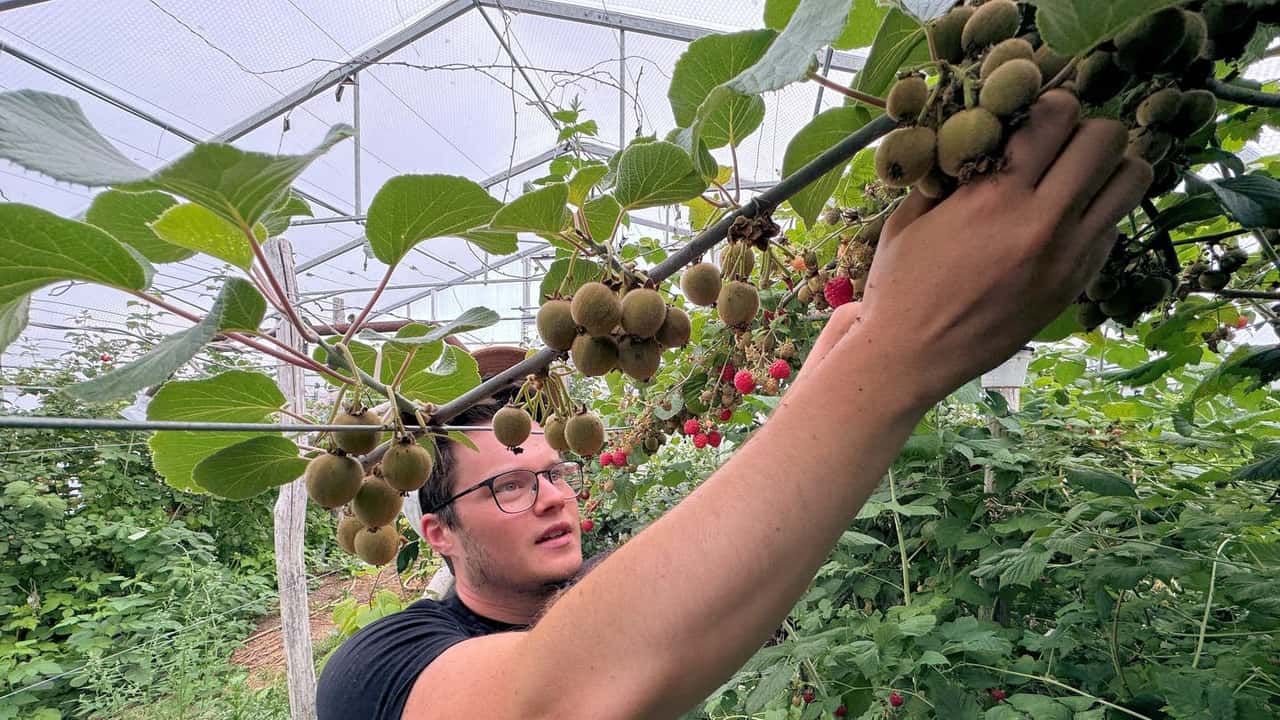 Exotisches Bio-Obst aus Oberschwaben: Landwirt baut Kiwi, Khaki und ...