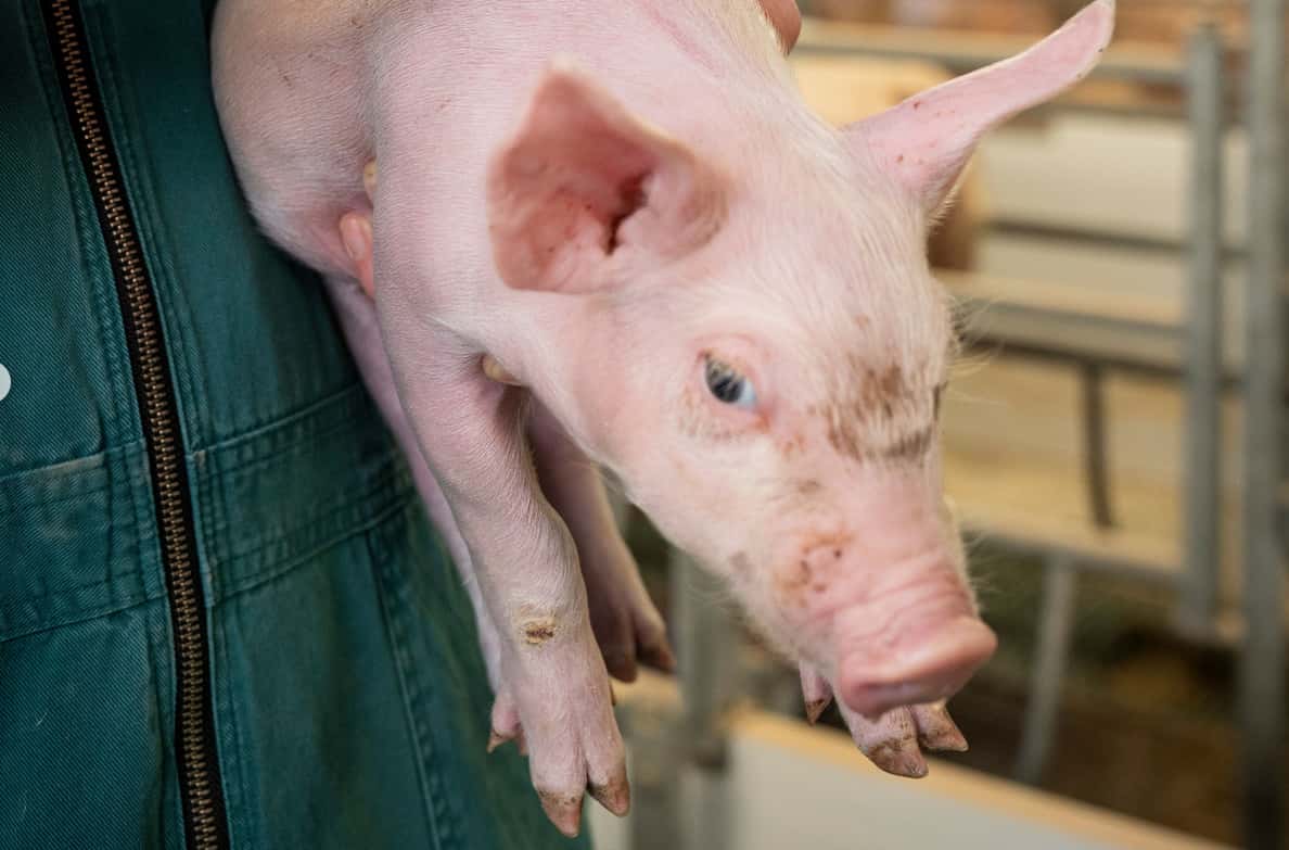 Mitarbeiter sollen Ferkel aus Spaß gequält haben - Kreis hat kein ...