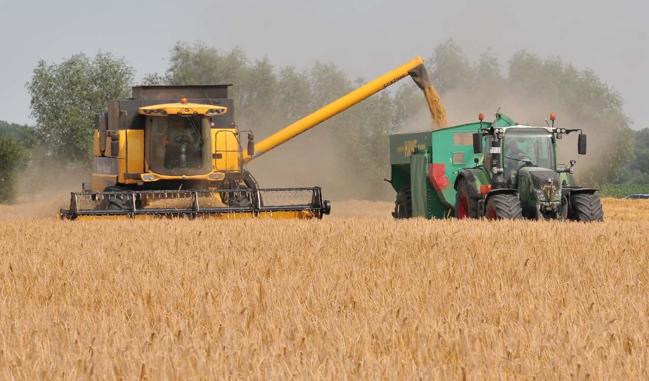 Getreide und Raps: Wie schwach wird die Ernte? | top agrar