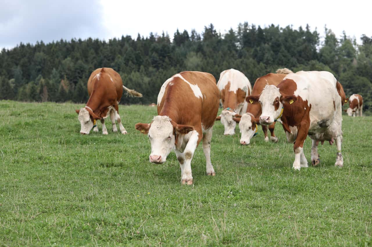 Weideland Bayern: LfL startet neues Projekt zur Weidehaltung | top agrar