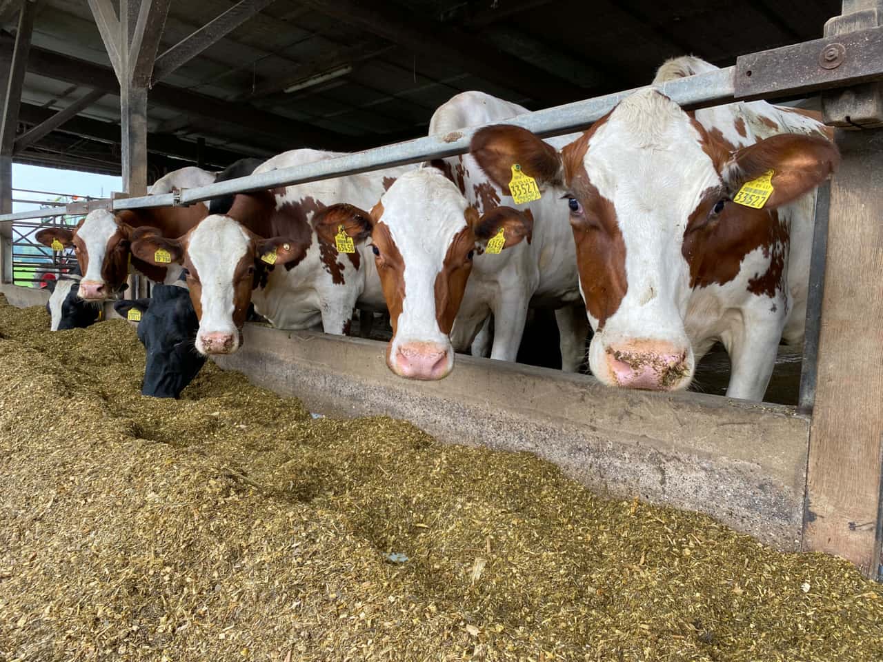 BTV3: Blauzungenkrankheit jetzt auch in Sachsen-Anhalt und in Schleswig ...