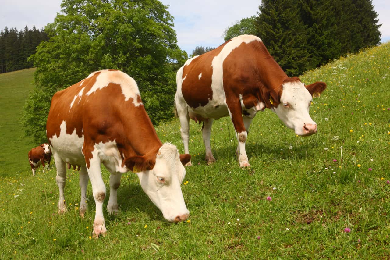 Update zur Blauzungenkrankheit BTV3: Blauzunge in Baden-Württemberg ...