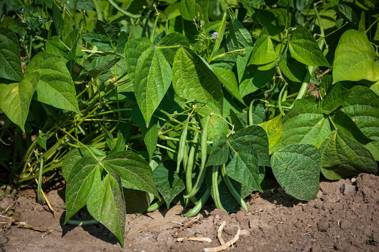 So lassen sich Buschbohnen als Feldgemüse auf dem Acker anbauen | top agrar
