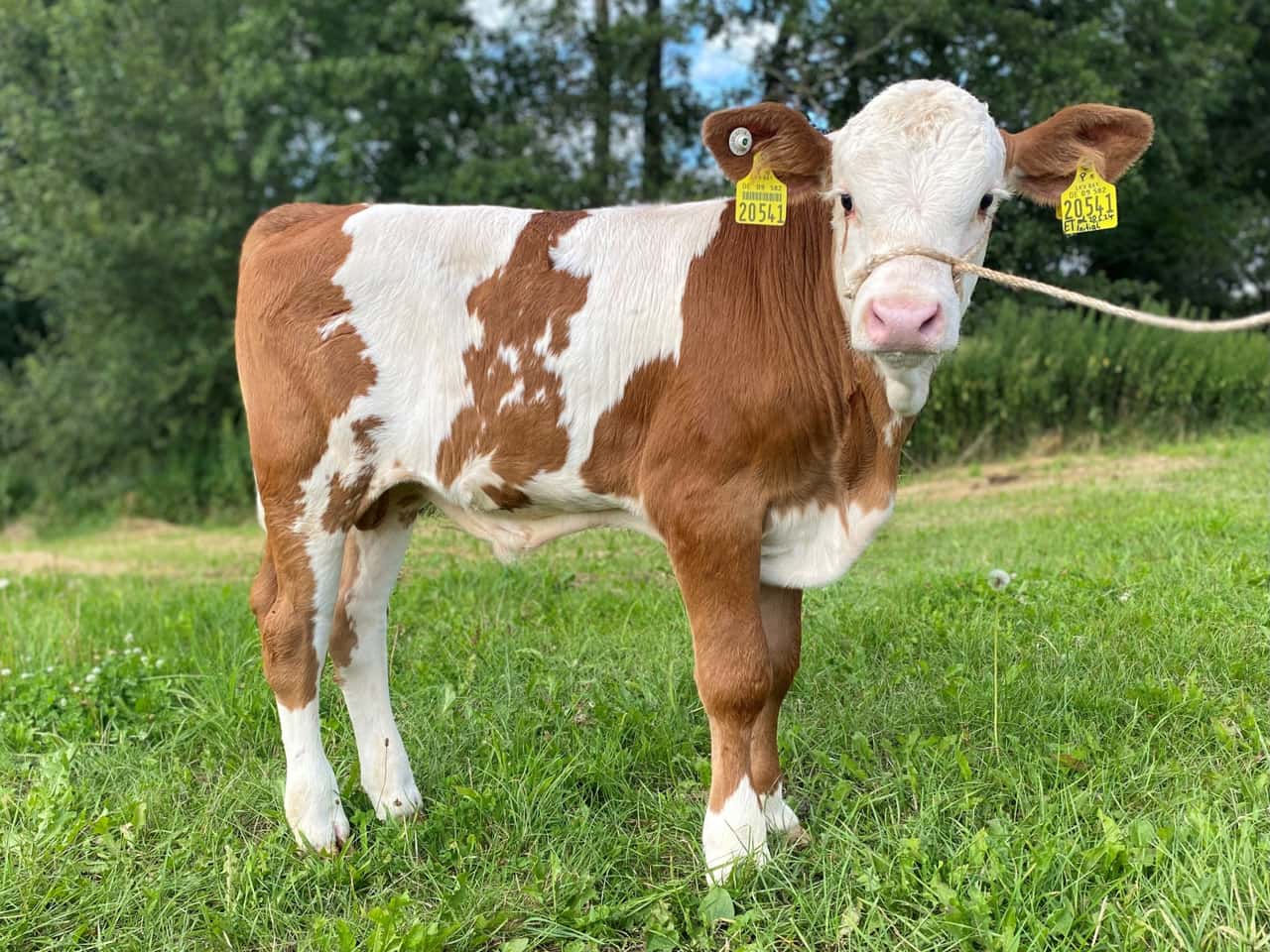 Fleckvieh: Bullenkalb für 130.000 € versteigert | top agrar