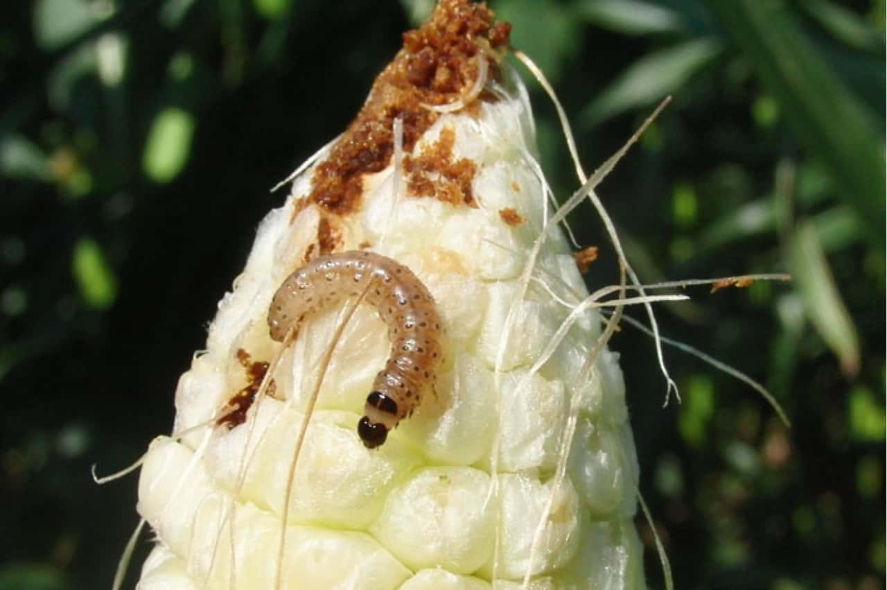 So ermitteln Sie den Maiszünslerbefall und planen die ...