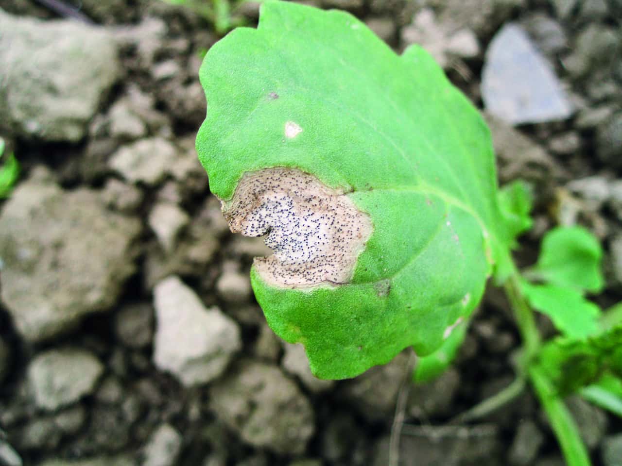 Wuchsregulierung und Phoma im Raps im Blick | top agrar