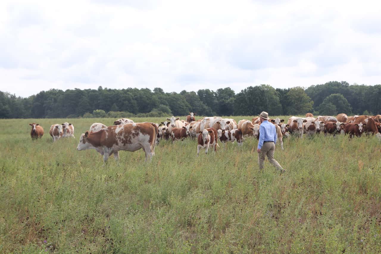 So kann Mob Grazing funktionieren | top agrar