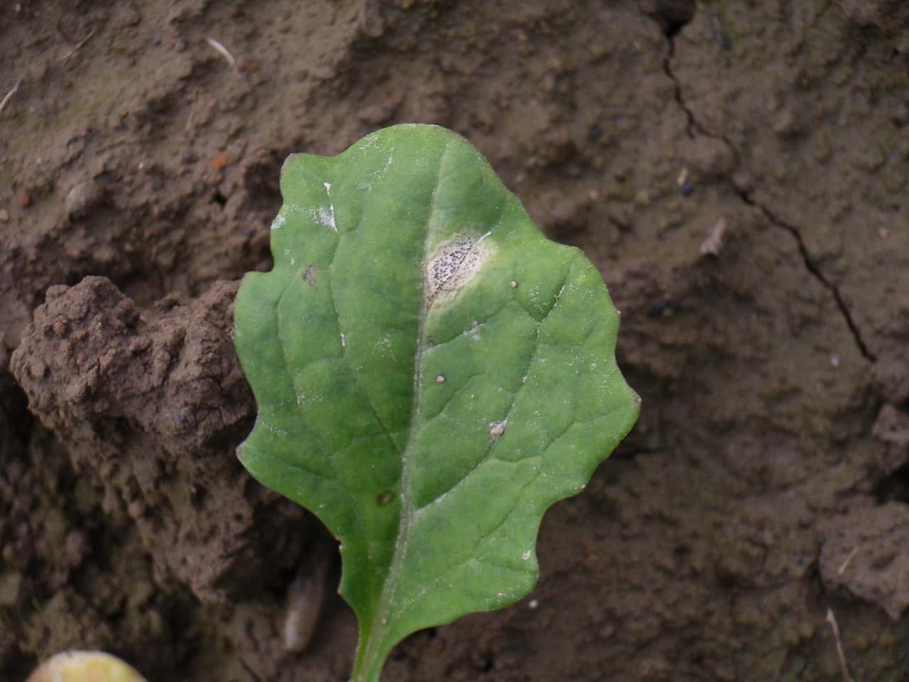 Getreide: Sind Ihre Bestände gut mit Mikronährstoffen versorgt? | top ...