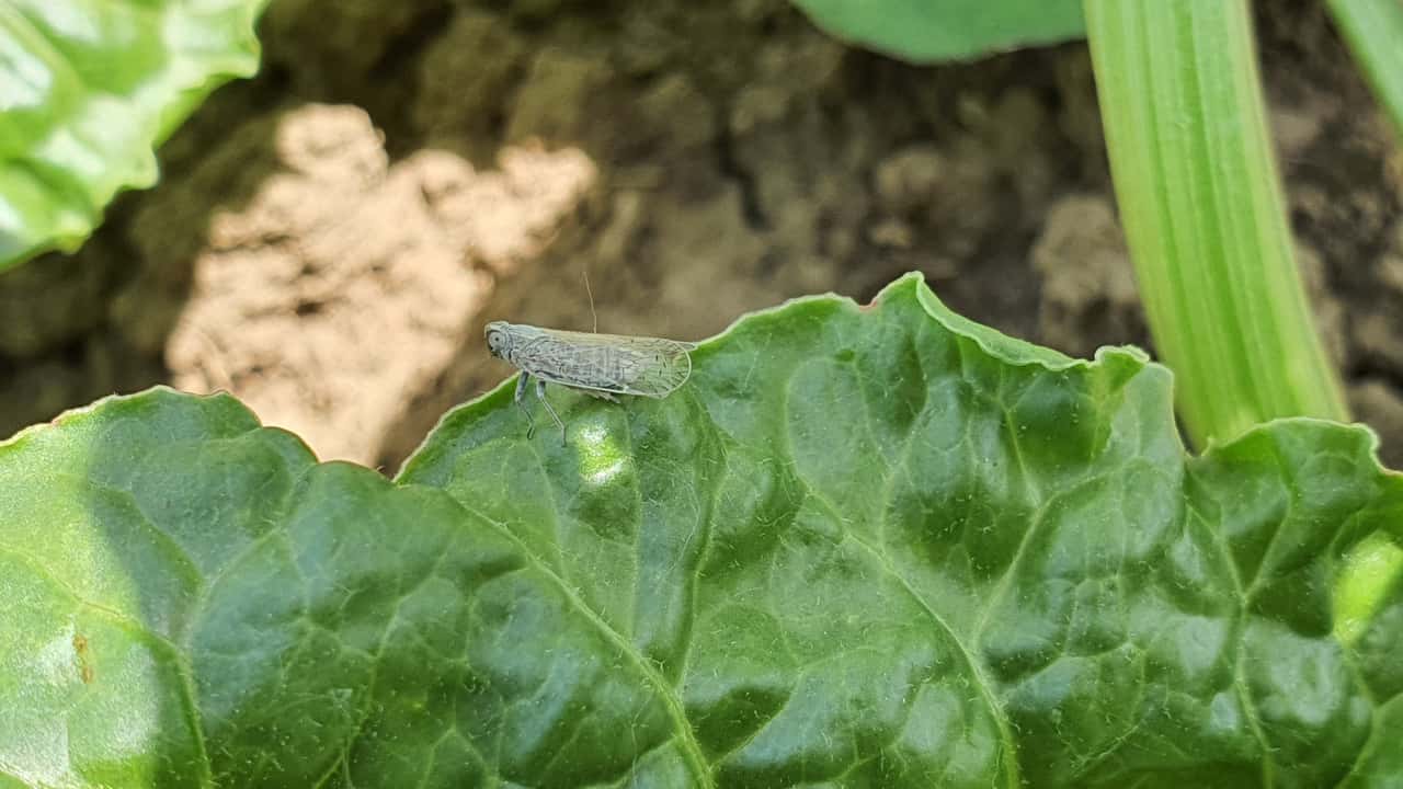 Forschung gegen Schilf-Glasflügelzikaden – die Zeit drängt | top agrar