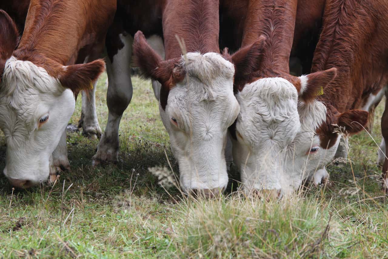 Biorindfleisch ist knapp in Deutschland | top agrar