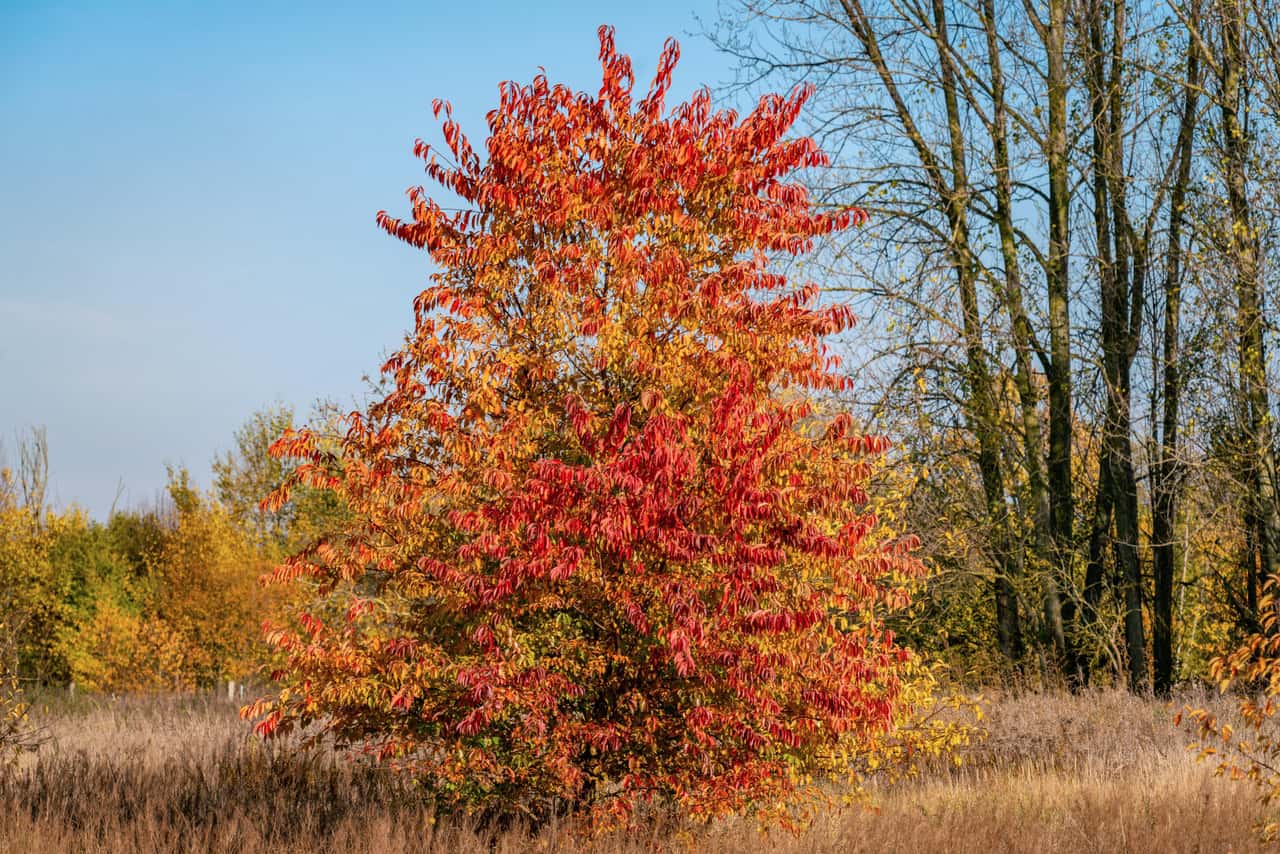 Spätblühende Traubenkirsche wird zur Gefahr für heimische Baumarten | top agrar