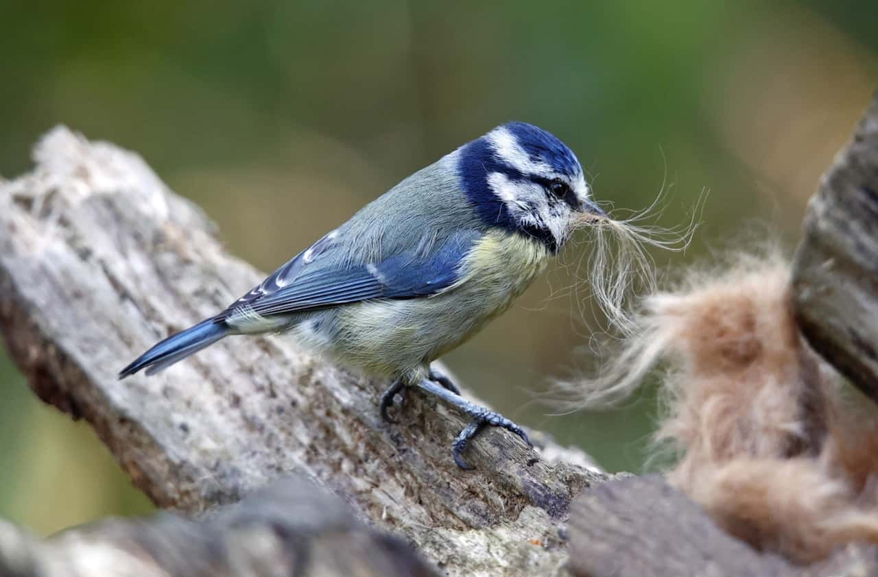 Anzahl Meisen auf dem absteigenden Ast – was ist der Grund? | top agrar