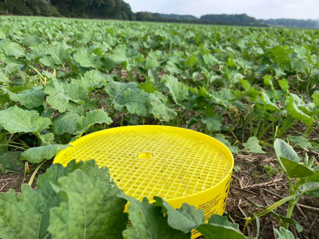 Wetterwechsel hilft Rapsschädlingen: Warum Gelbschalen im Raps jetzt ...