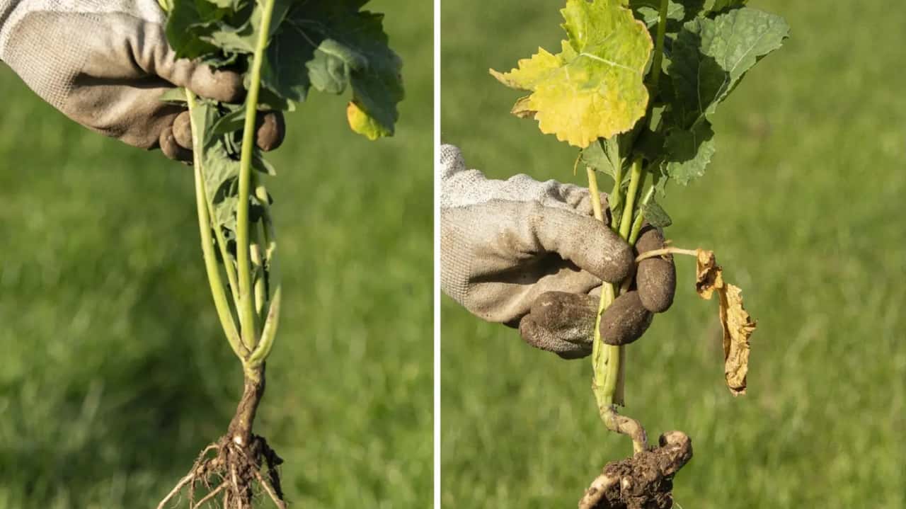 KWS kreuzt neues Resistenzgen gegen Rapserkrankung Kohlhernie ein | top ...