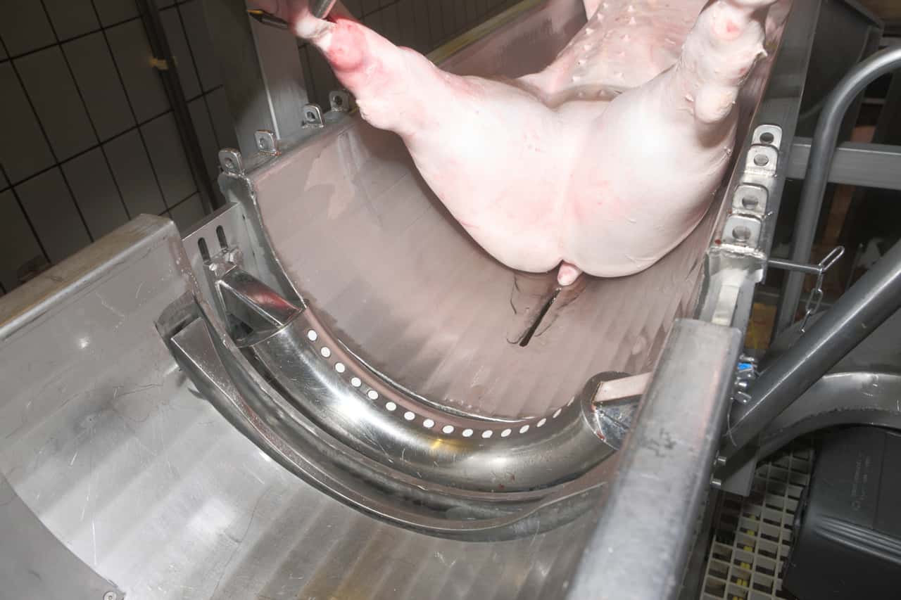 Vermarktung von Schlachtschweinen: Wenn das AutoFOM-Gerät ausfällt ...