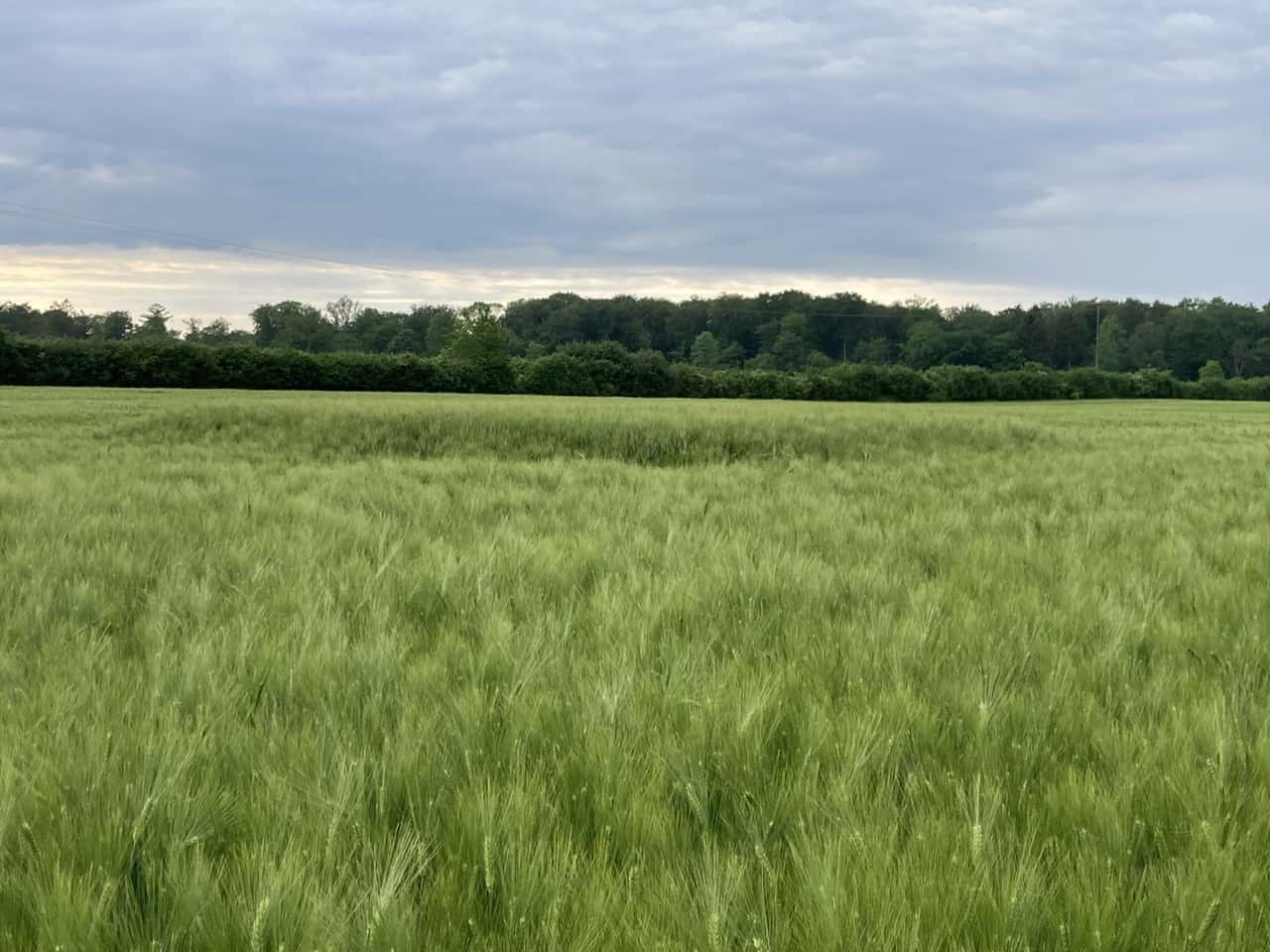 Wintergerste: Standfestigkeit absichern und Wirkung nicht überziehen | top agrar