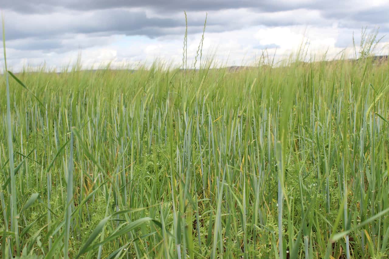So gelingt der Anbau von Emmer Getreide | top agrar