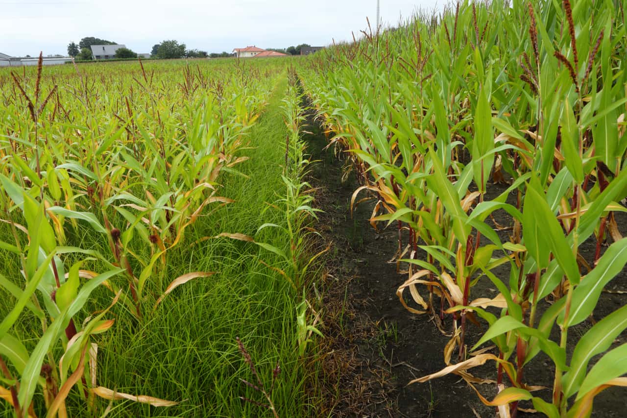 Wie groß ist das Erdmandelgras-Risiko in Getreide-Raps-Mais ...