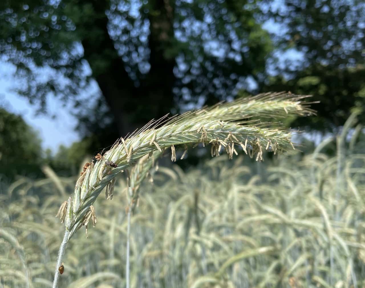 Pflanzenzüchtung: Wie der Roggen vielseitiger wird | top agrar